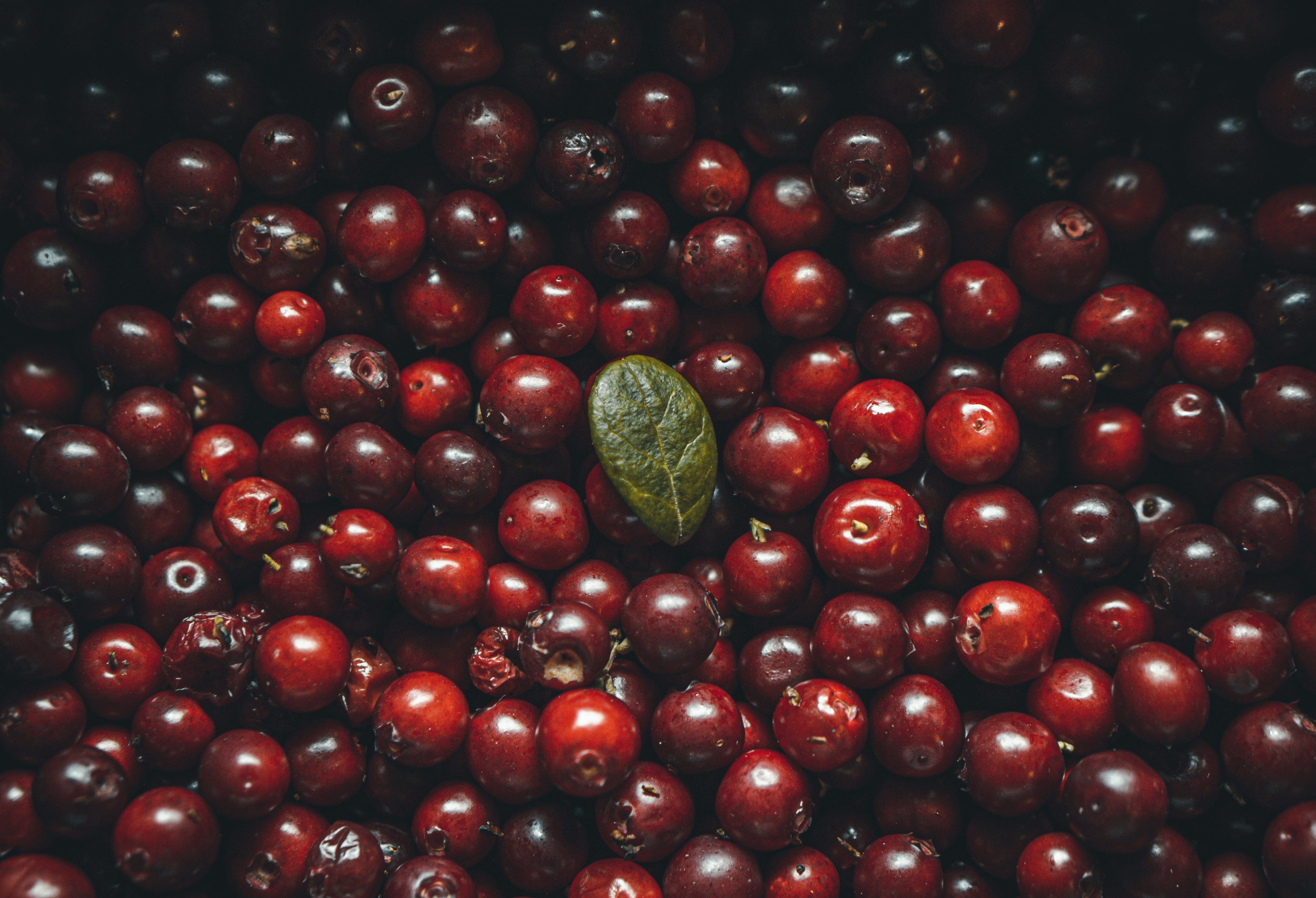 Cranberry Seed Oil: Antioxidant-Rich – Native Atlas